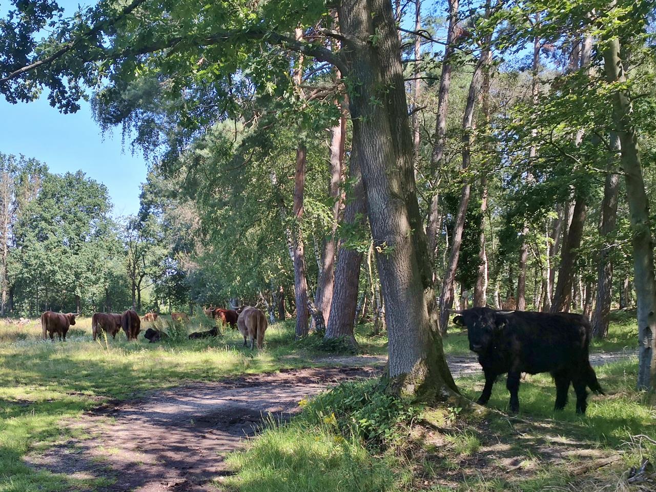 Wildrinder am Rodebach - Bloxi's Blog